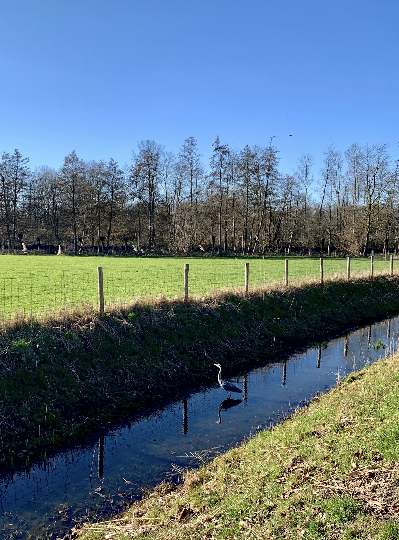 Jonge reiger | Over liefde, natuur en andere geheimen